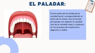 La cavidad oral Anatomía C Y C.pdf.pdfs