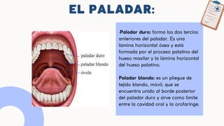 La cavidad oral Anatomía C Y C.pdf.pdfs