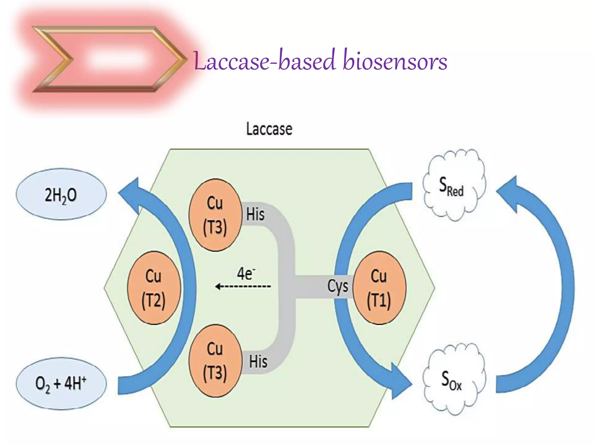 Laccase based biosensors | PPTX