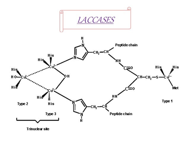 Laccase Based Biosensors