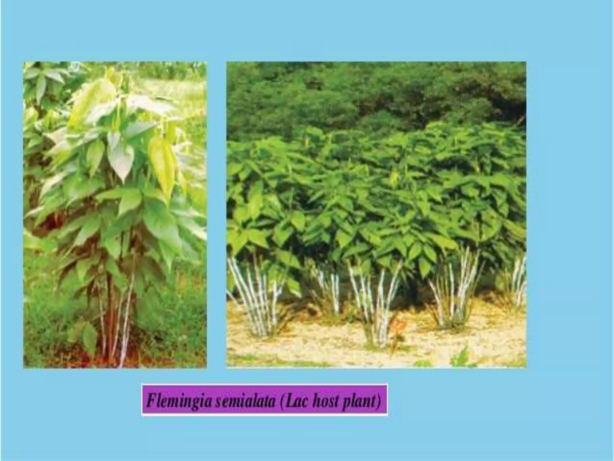 Lac cultivation | PPTX