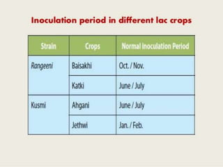 Lac cultivation | PPTX
