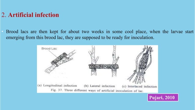 Lac culture | PPTX | Agriculture | Industries
