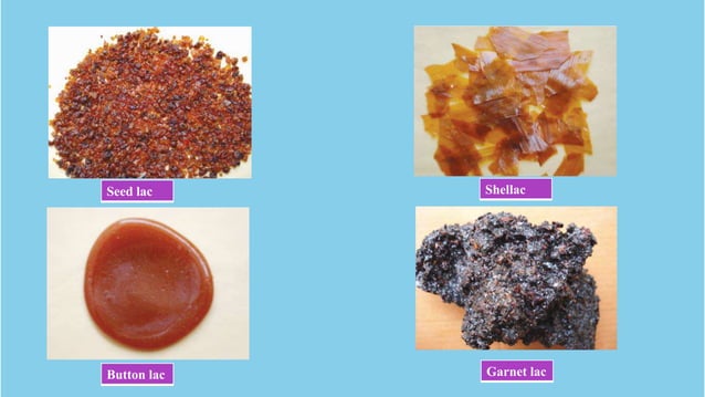 Lac culture | PPTX | Agriculture | Industries