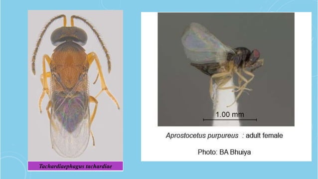 Lac culture | PPTX | Agriculture | Industries