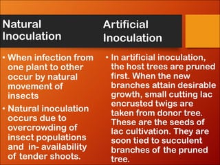 LAC CULTURE | PDF | Candle and Soap Making | Arts and Crafts