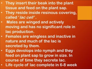 LAC CULTURE | PDF | Candle and Soap Making | Arts and Crafts