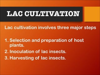 LAC CULTURE | PPT