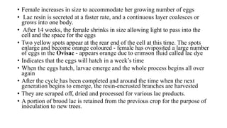 Lac culture entomology agriculture exam portion | PDF