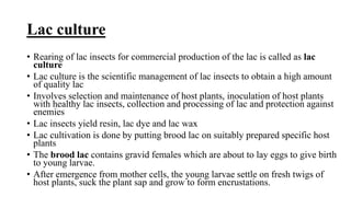 Lac culture entomology agriculture exam portion | PDF