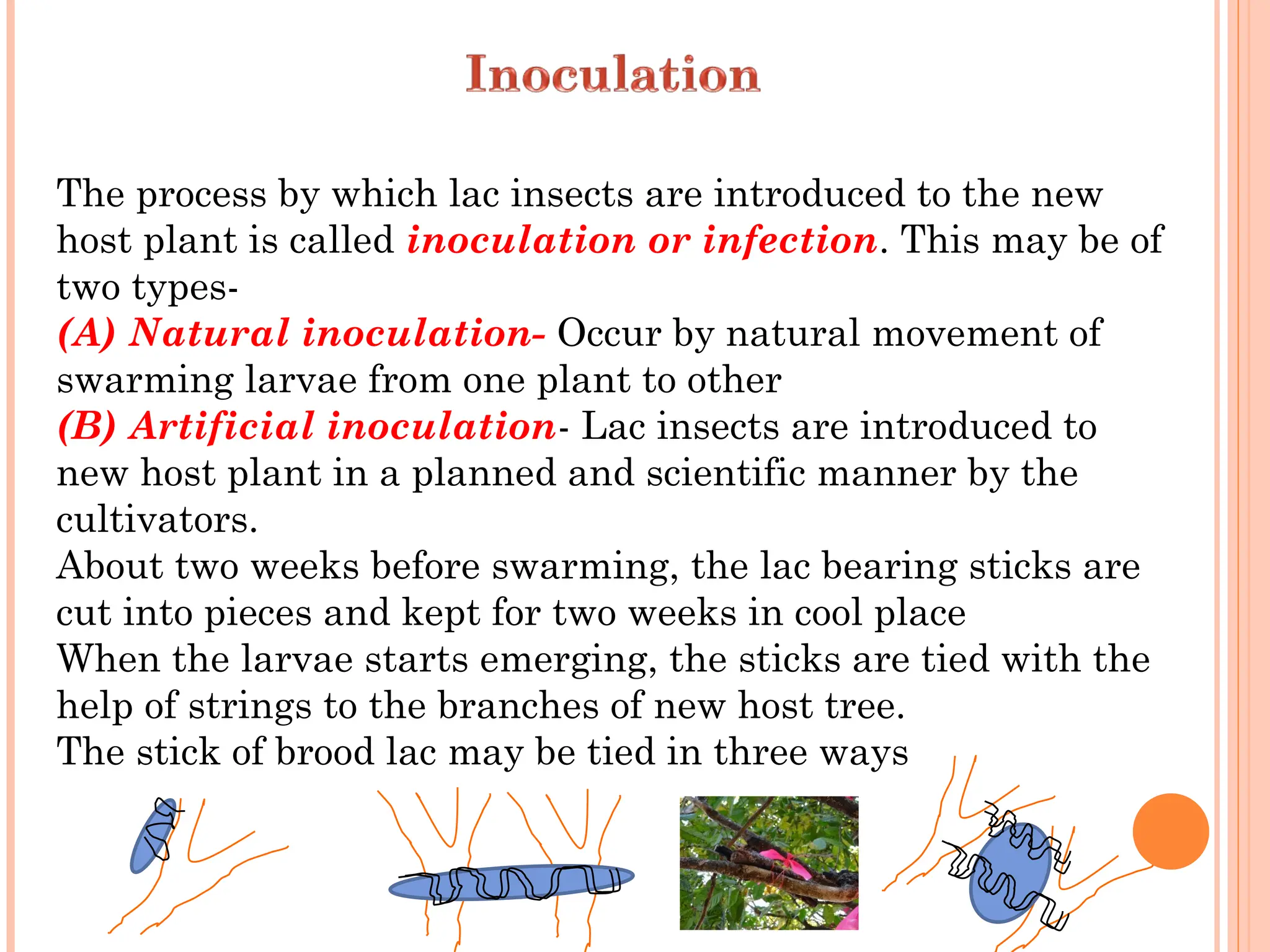 lac culture-cultivation 12454578787925ppt | PPT