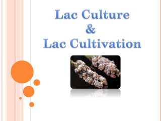 lac culture-cultivation 12454578787925ppt | PPT