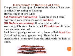 lac culture-cultivation 12454578787925ppt | PPT