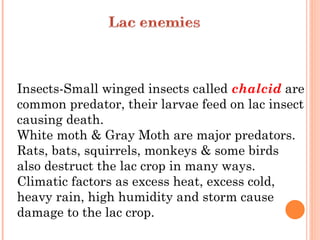 lac culture-cultivation 12454578787925ppt | PPT