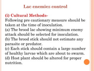 lac culture-cultivation 12454578787925ppt | PPT