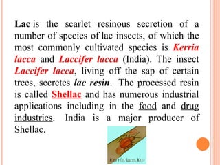 lac culture-cultivation 12454578787925ppt | PPT