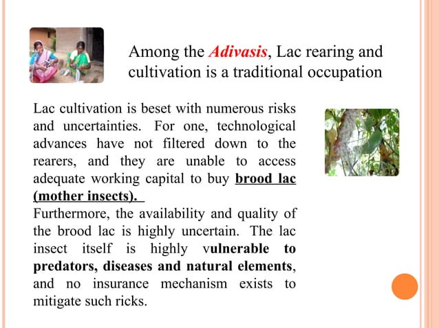 lac culture-cultivation 12454578787925ppt | PPT