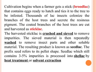 lac culture-cultivation 12454578787925ppt | PPT
