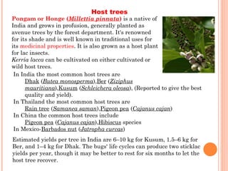 lac culture-cultivation 12454578787925ppt | PPT