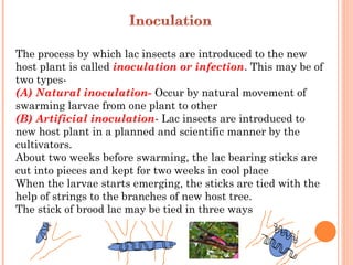 lac culture-cultivation 12454578787925ppt | PPT