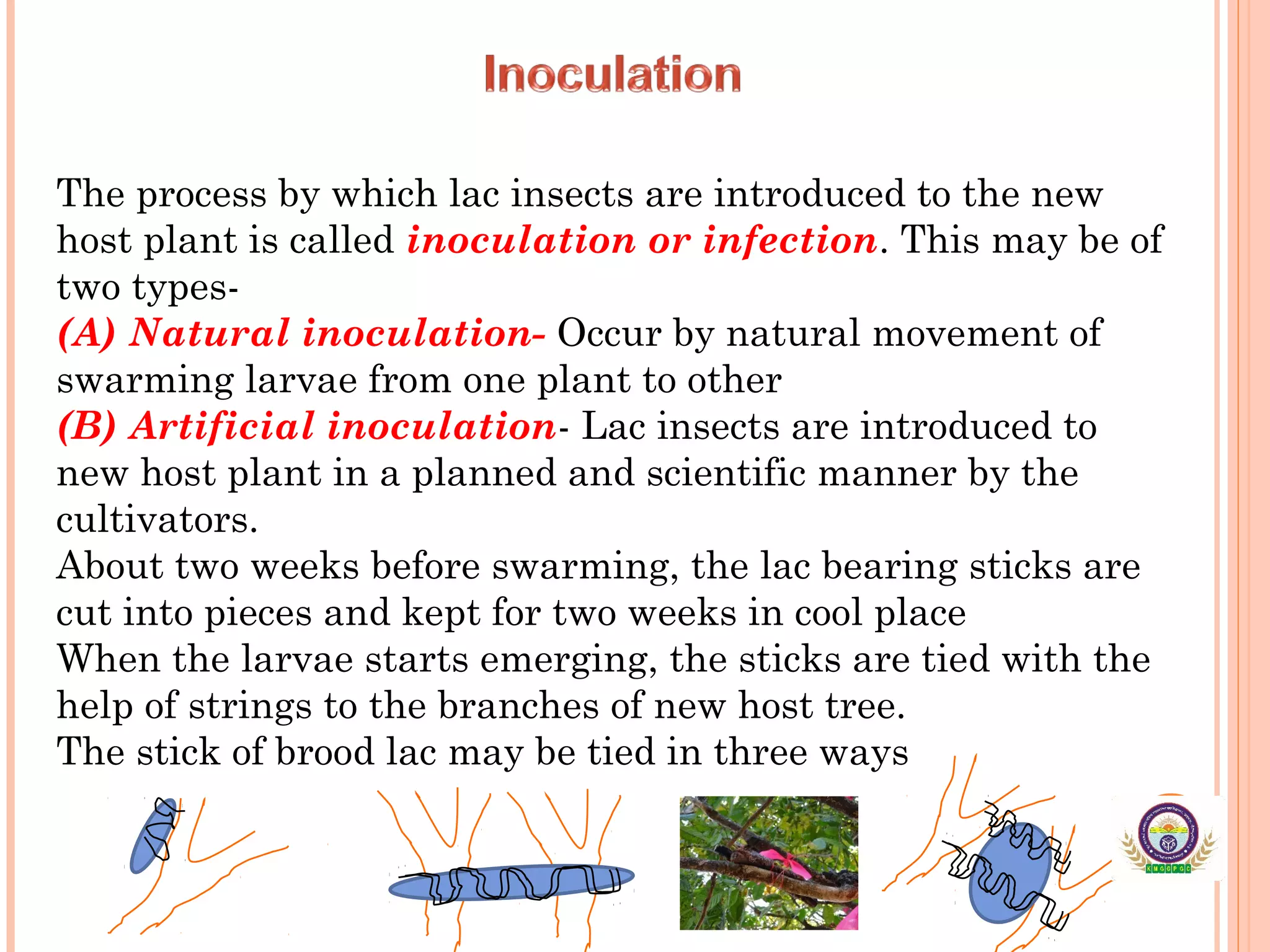 Lac culture and Cultivation | PPT