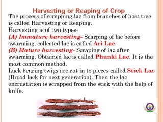 Lac culture and Cultivation | PPT