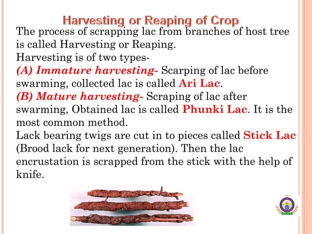 Lac culture and Cultivation | PPT