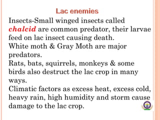 Lac culture and Cultivation | PPT