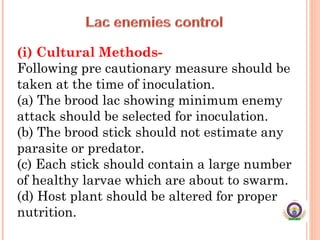 Lac culture and Cultivation | PPT