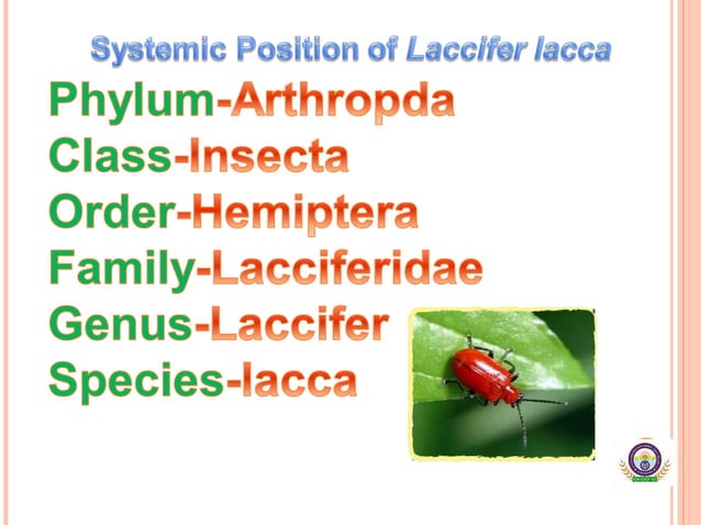 Lac culture and Cultivation | PPT
