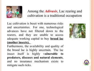Lac culture and Cultivation | PPT
