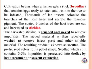Lac culture and Cultivation | PPT