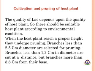 Lac culture and Cultivation | PPT