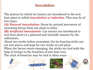 Lac culture and Cultivation | PPT