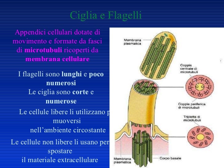 La cellula