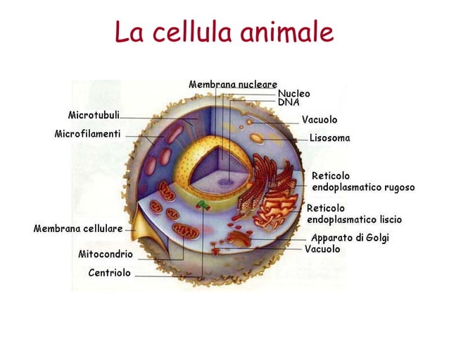 La cellula | PPT