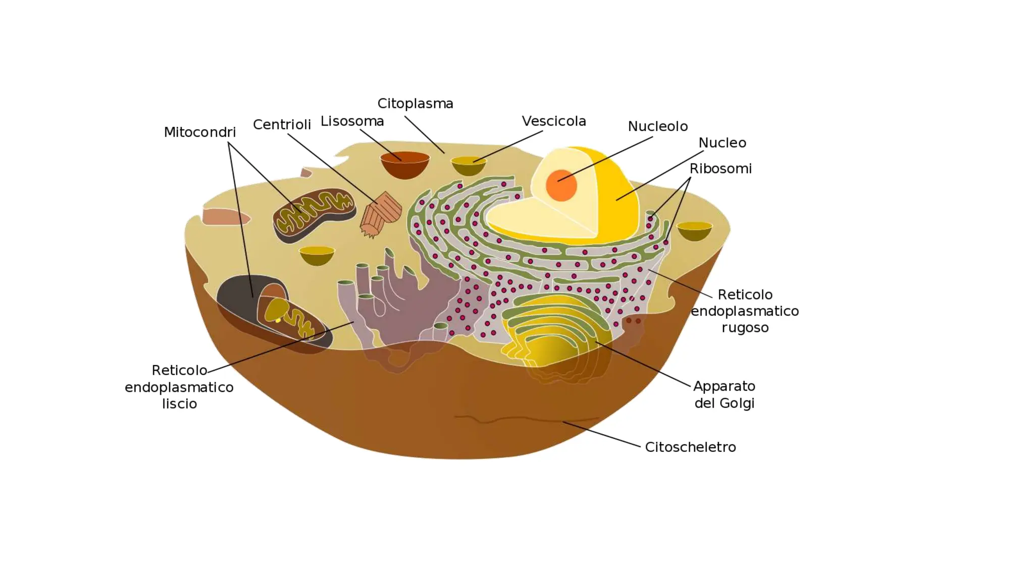 LA CELLULA.pptx