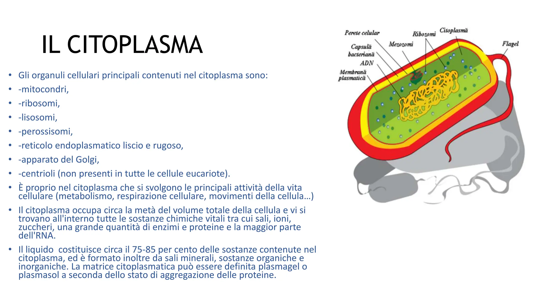 LA CELLULA.pptx