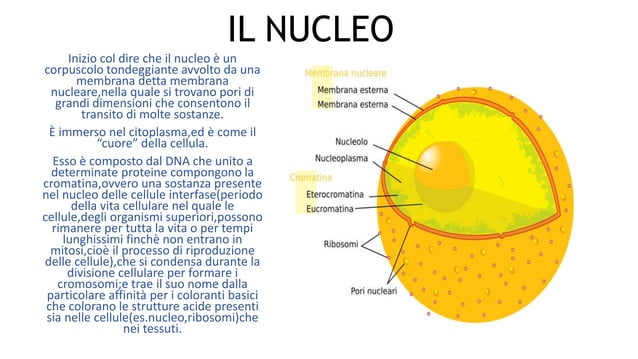 LA CELLULA.pptx