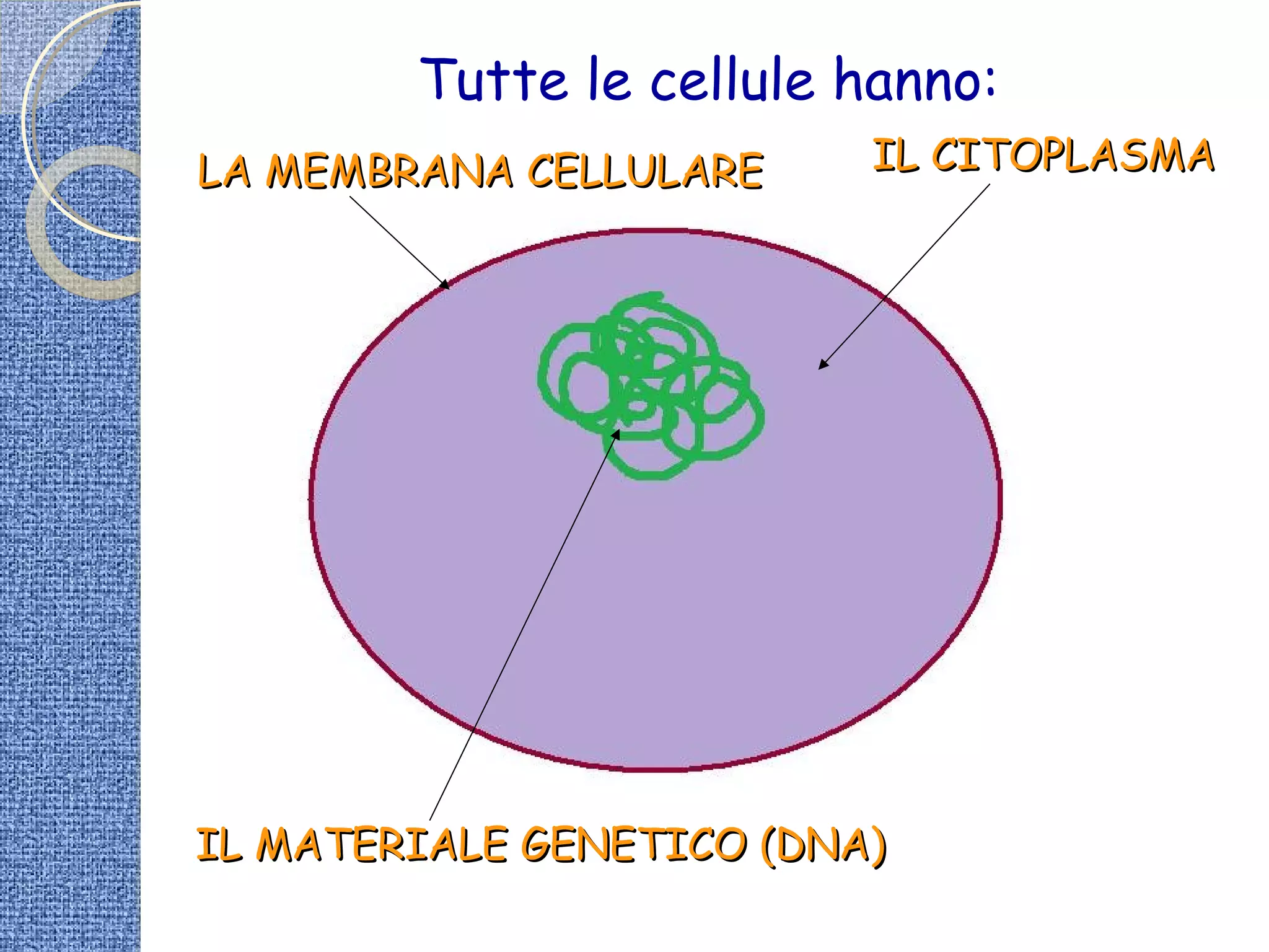 La cellula | PPT