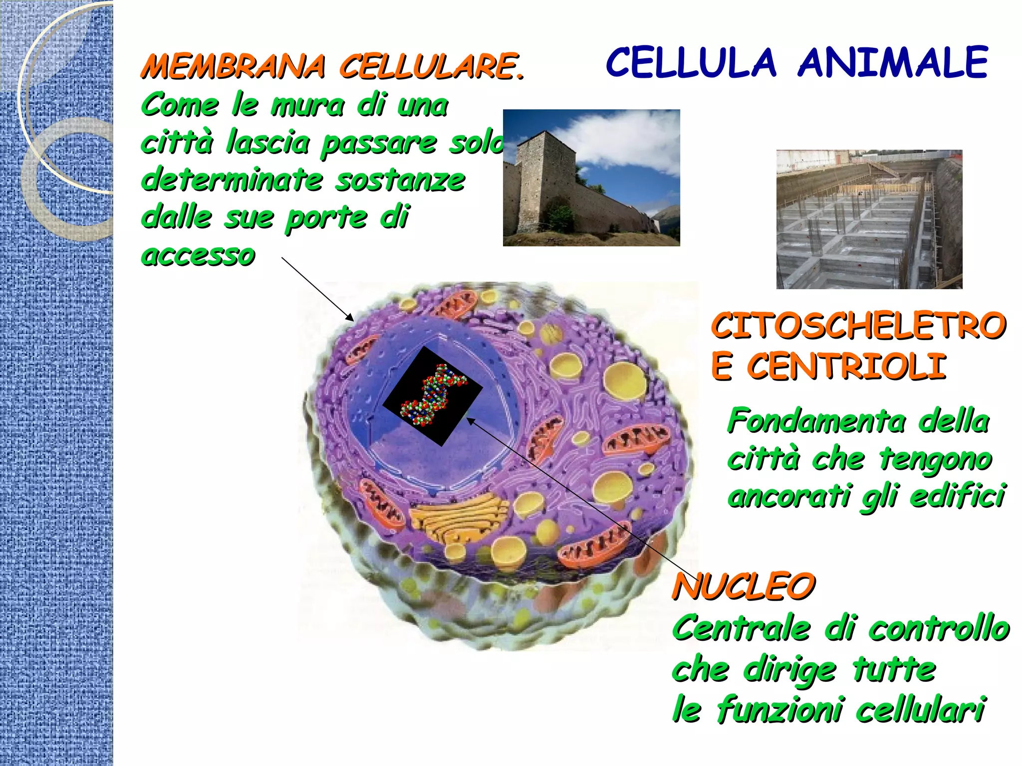 La cellula | PPT