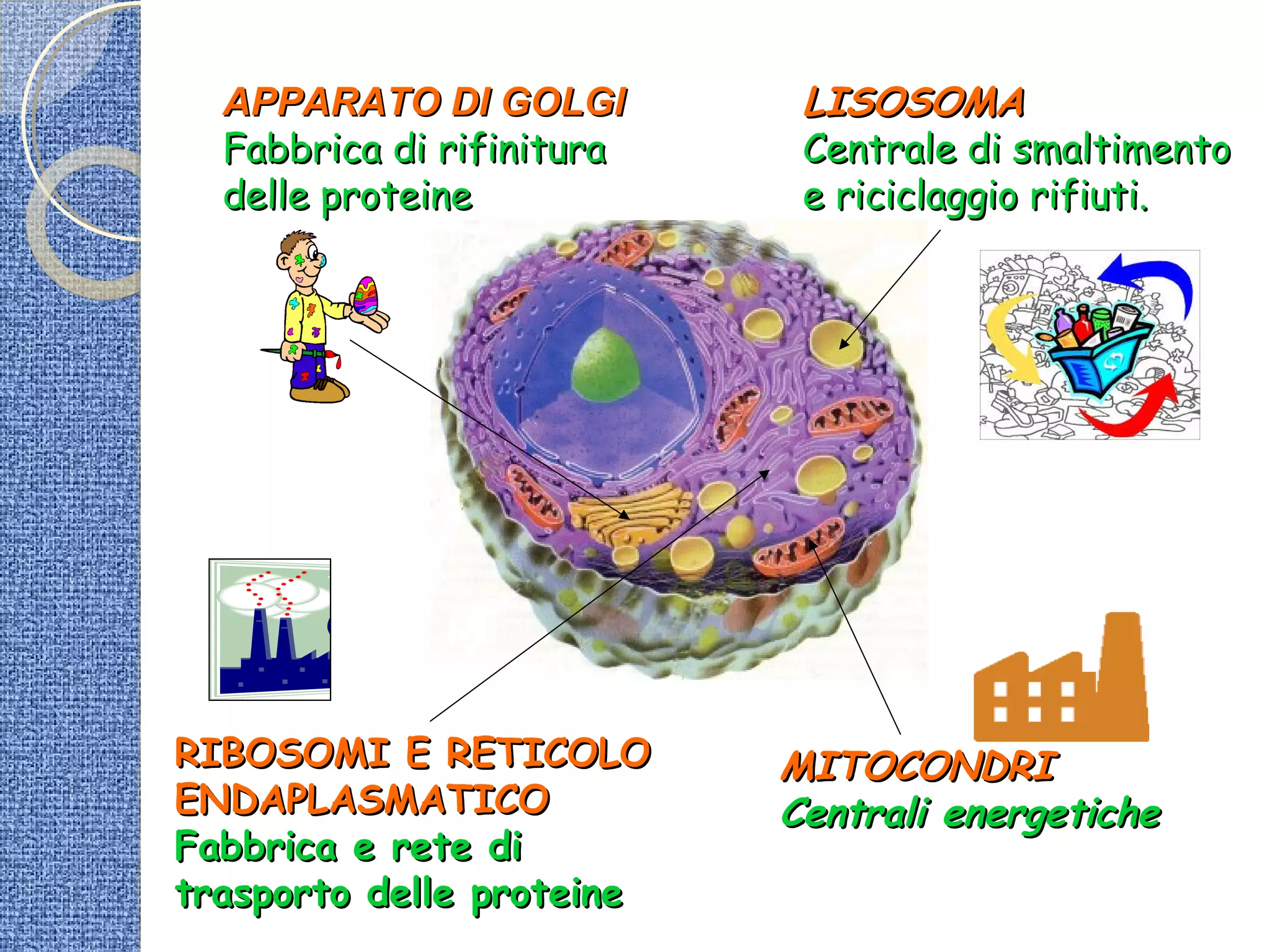 Le Funzioni Della Cellula Pdf | Struttura e funzione della cellula ...