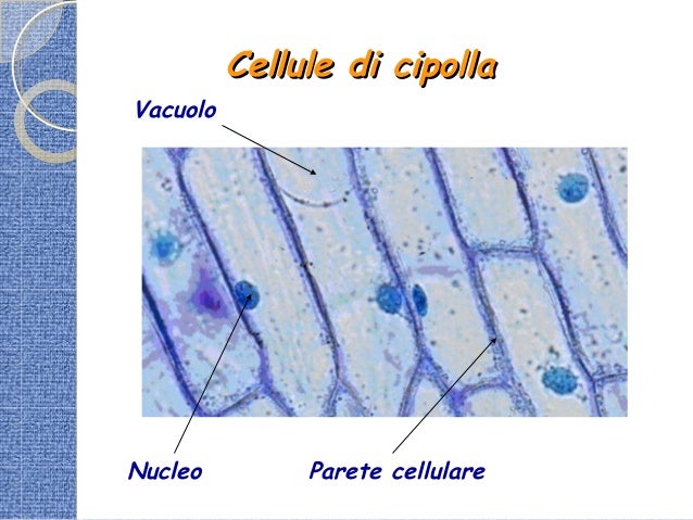 La cellula