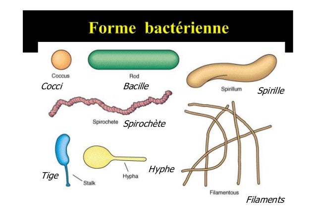La cellule bactérienne dr latifa (1)