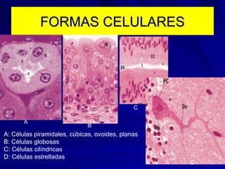 La celula | PPT