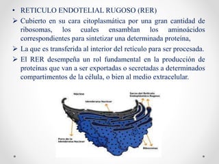 LA CELULA | PPTX