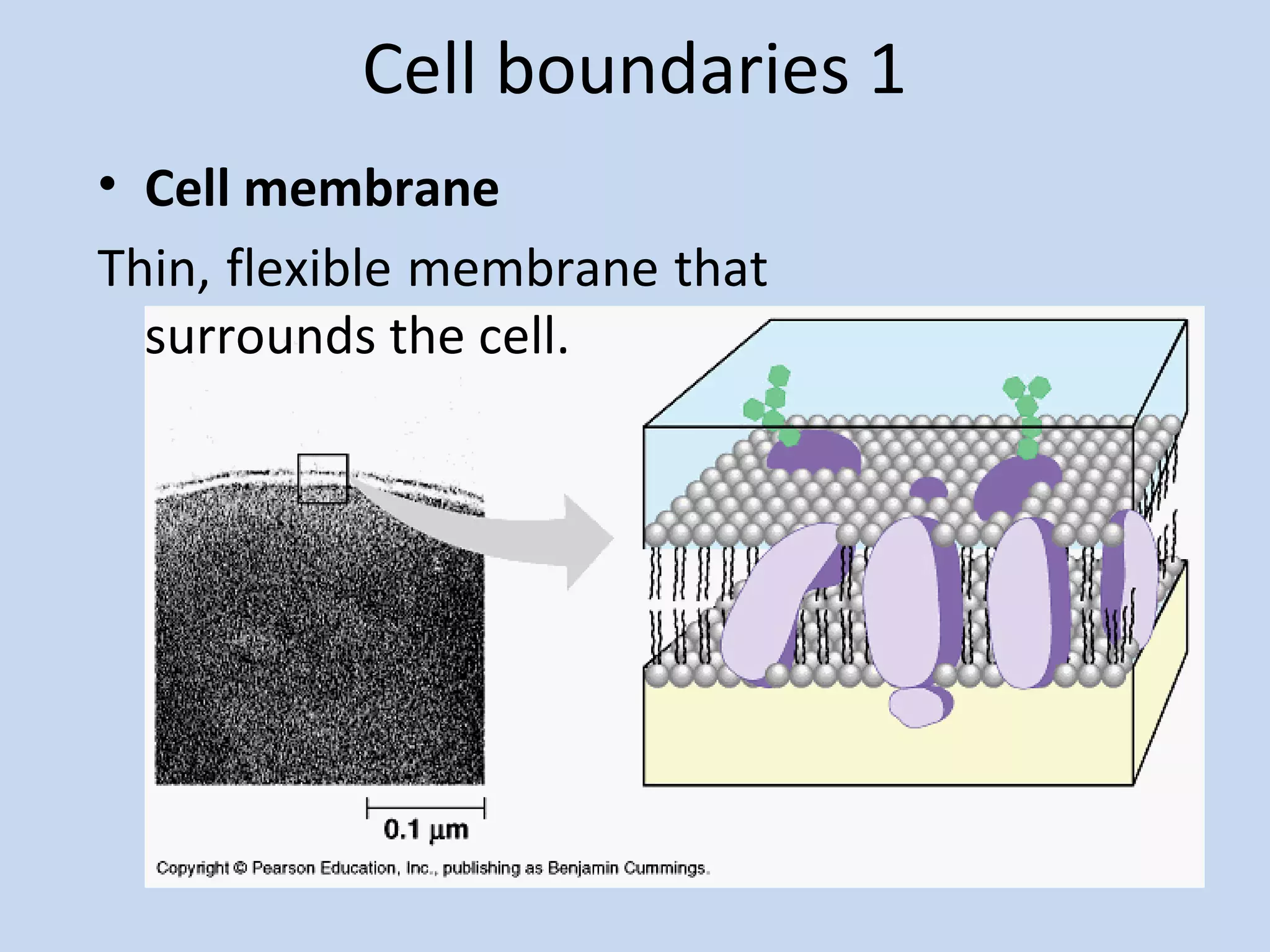 La celula: la teoría celular, estructura y función. La división celular ...