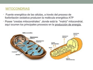 La celula | PPT