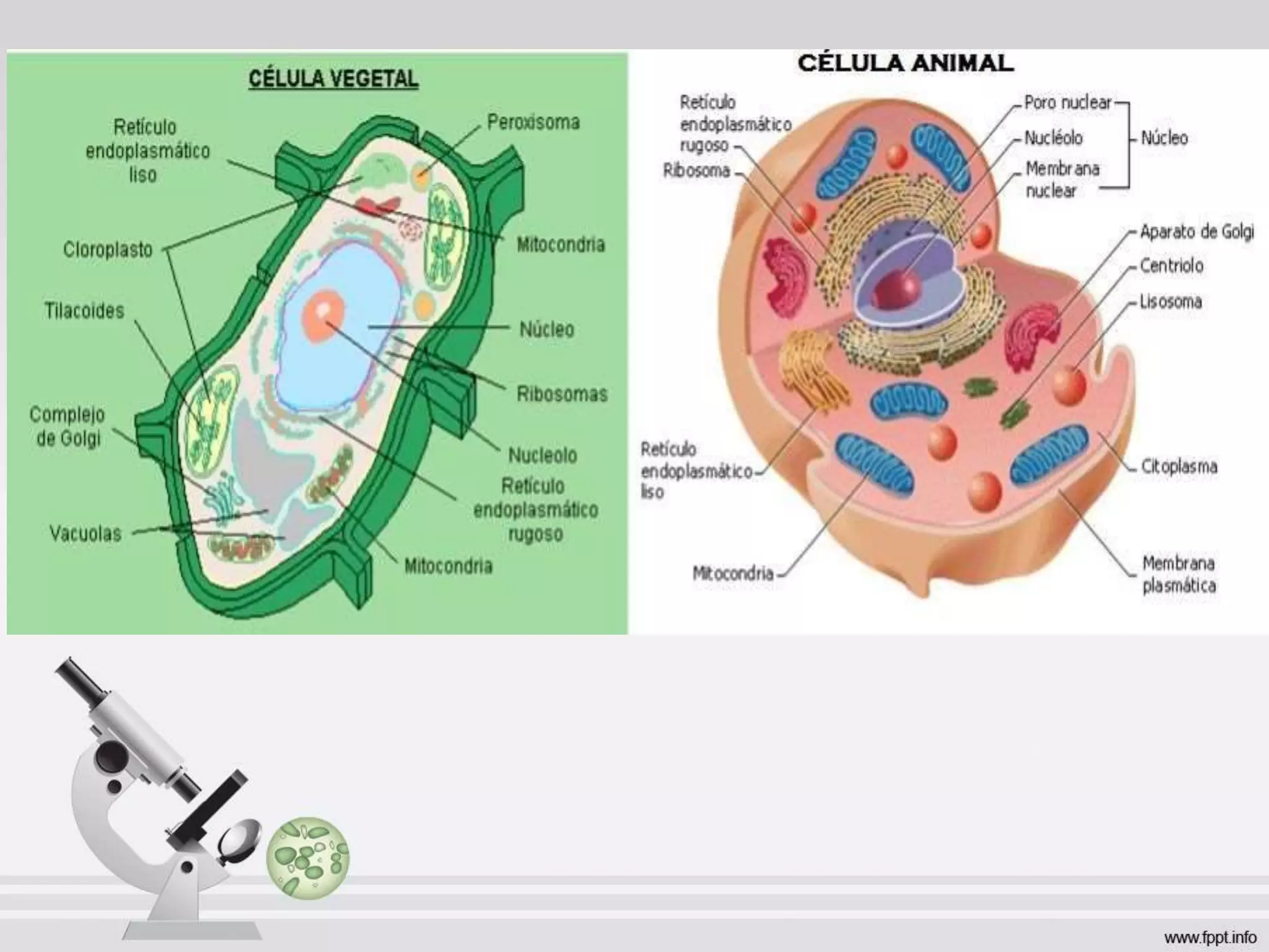 La celula | PPTX