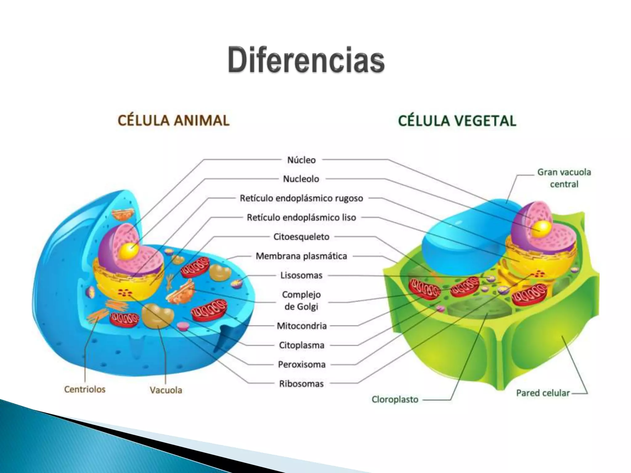 La celula | PPT